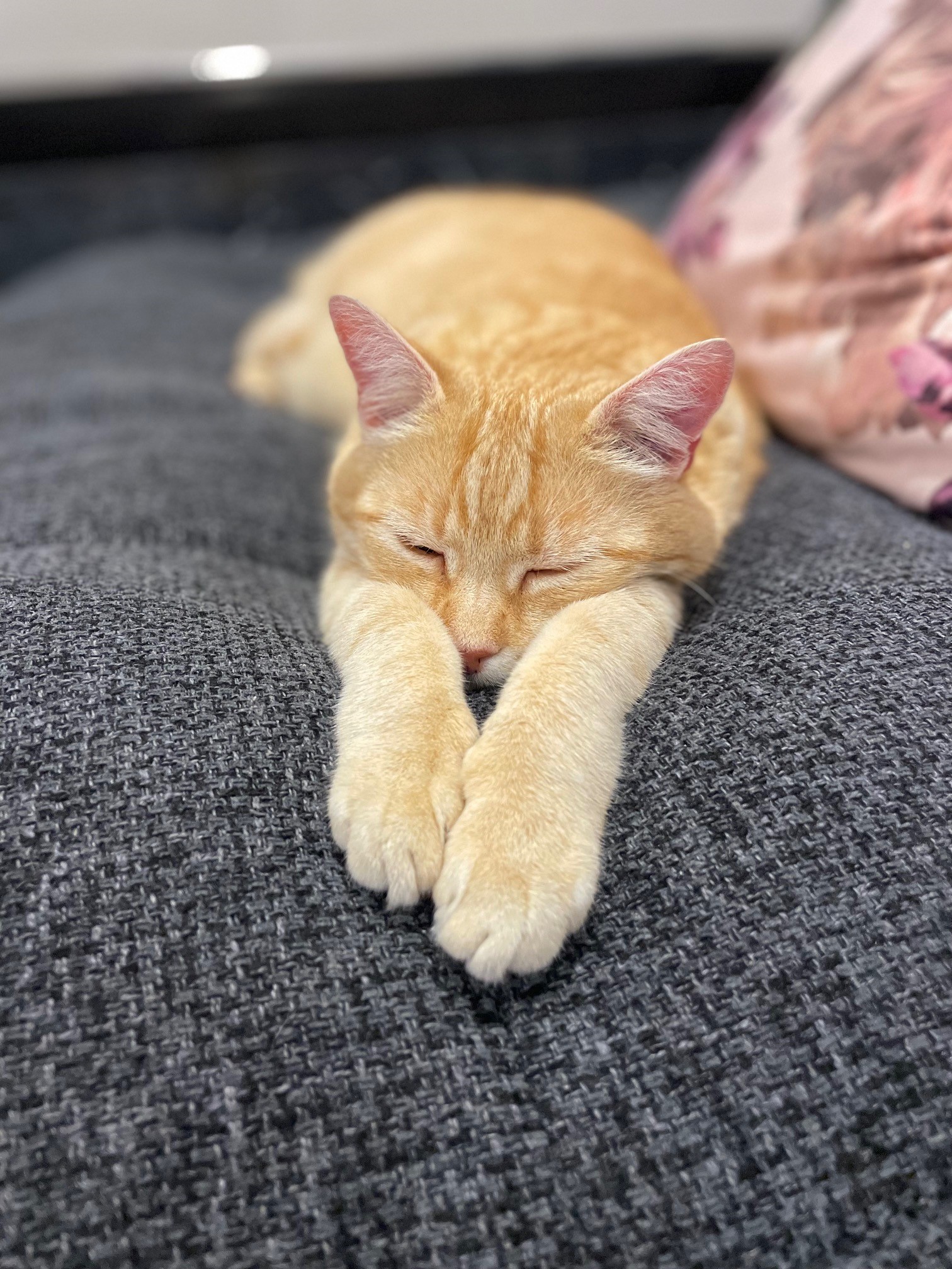 Steve & Michele - McMaster & Heap